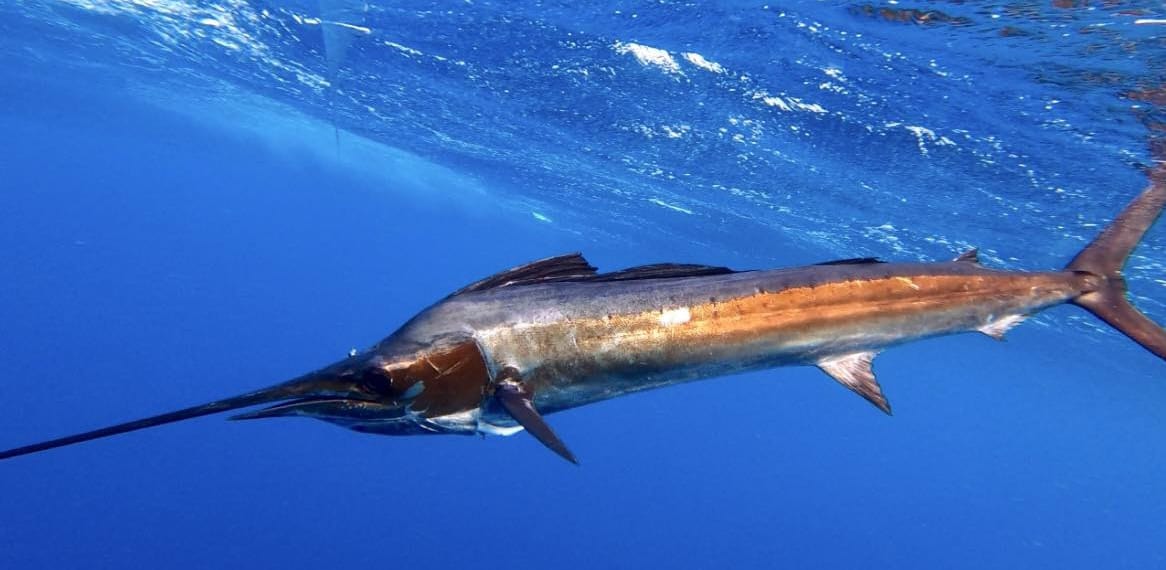 Key West Fishing Charter - Southbound Sport Fishing Florida